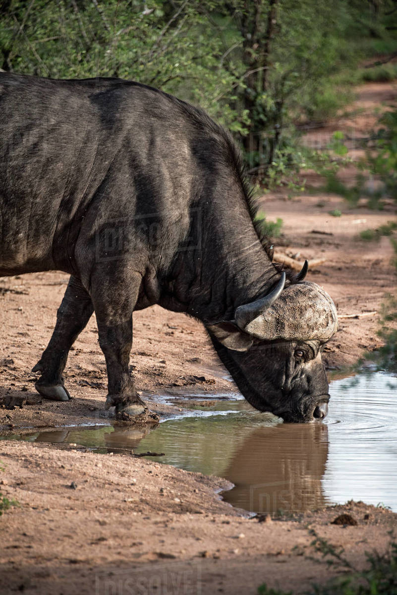 Water buffalo drinking water at a watering hole in the Ntsiri Nature ...