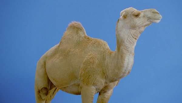 Medium shot of a single hump camel looking upwards - Stock Video ...