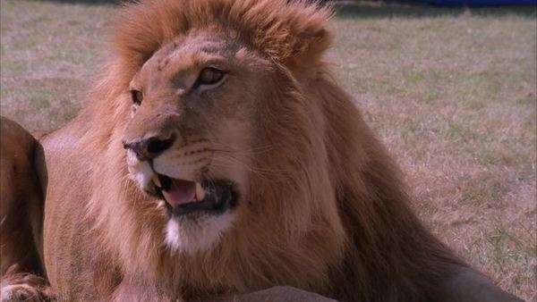 Blue screen close up pan and zoom in of a lion lying on the grass ...