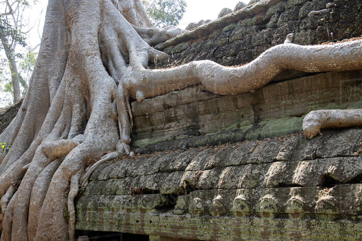 Tree roots growing through the stone walls of the Angkor Wat temples ...