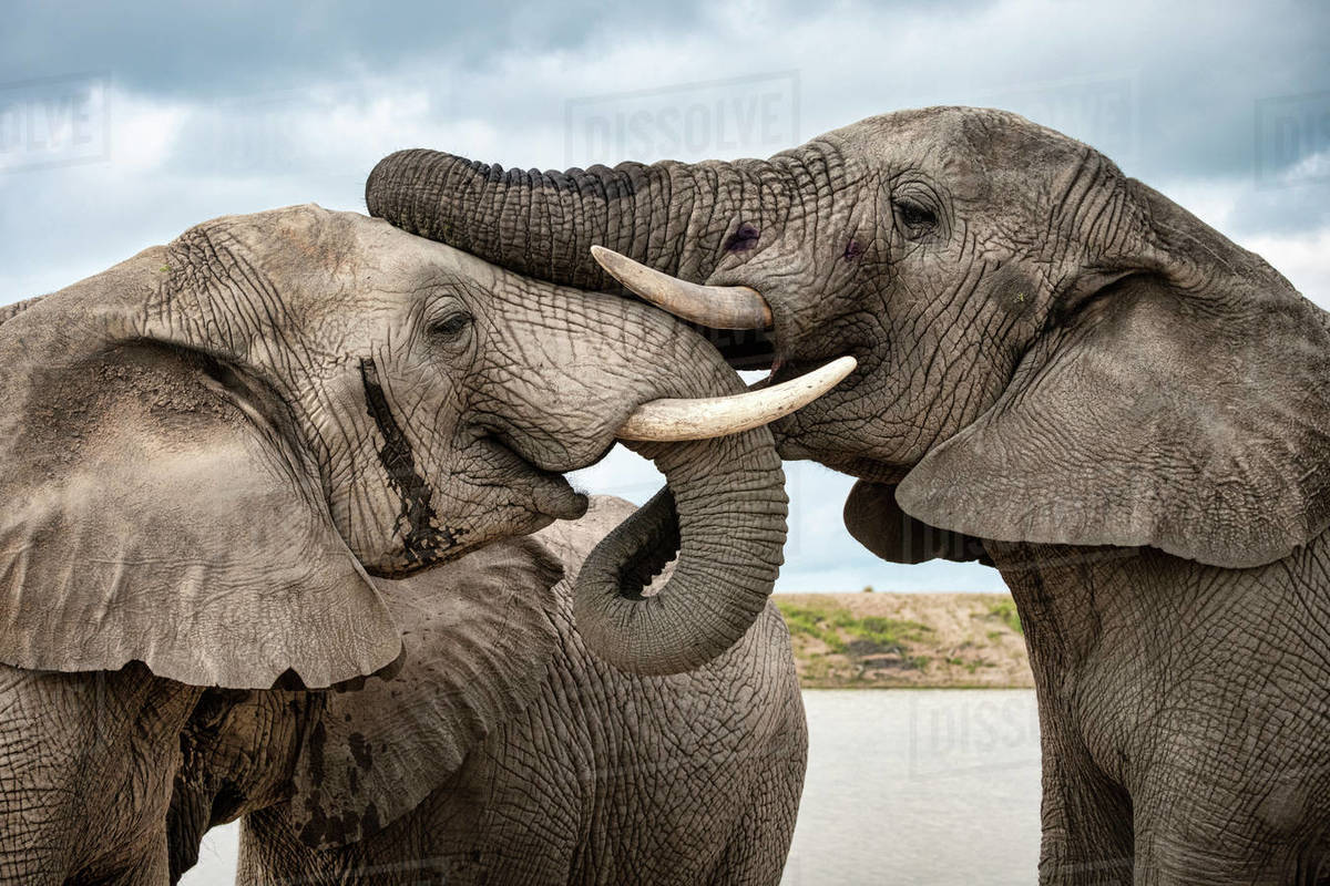 Elephants sharing a moment together in Bela Bela, Limpopo - Royalty ...