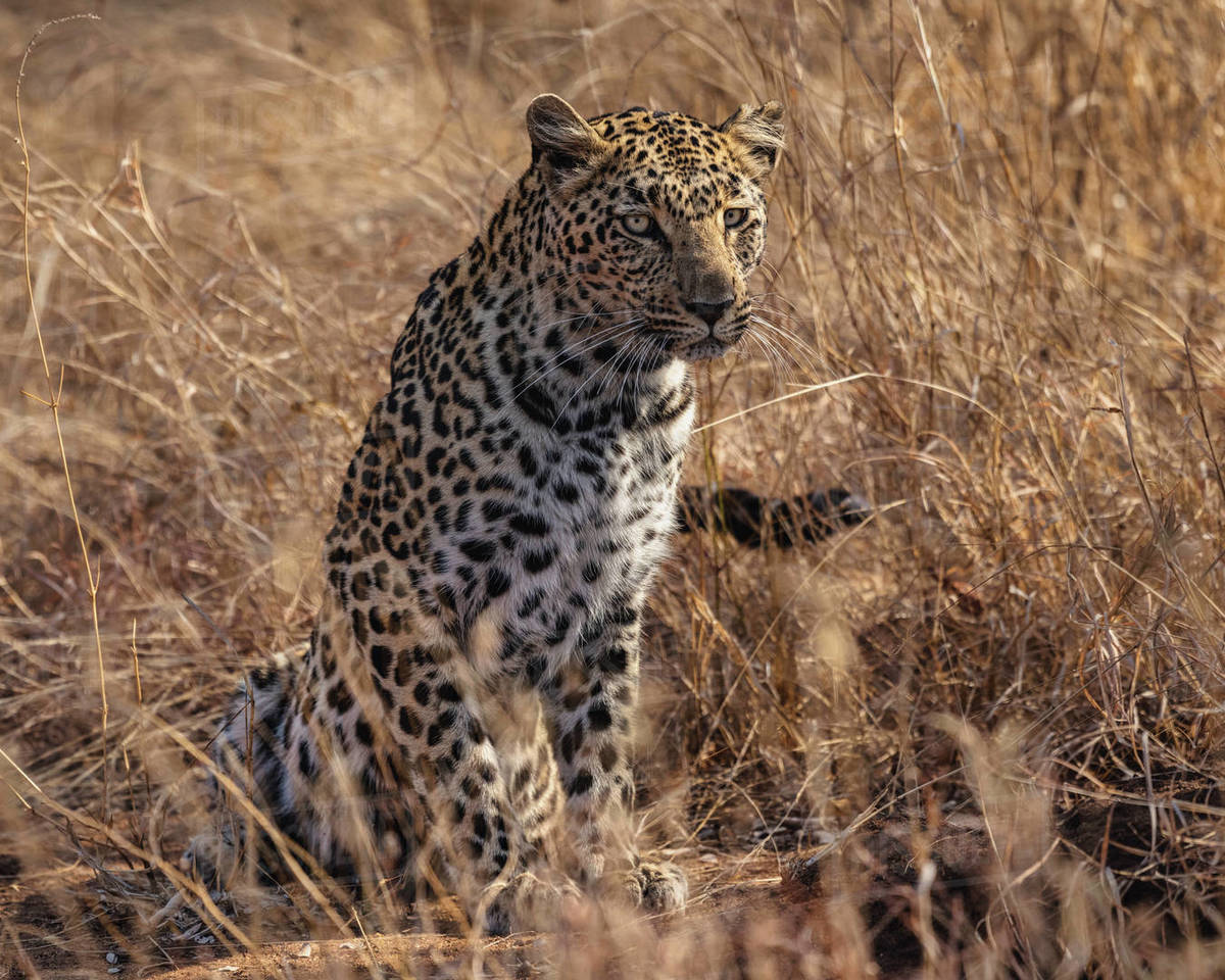 Leopard sitting down on the ground camouflaged in the bush - Royalty ...