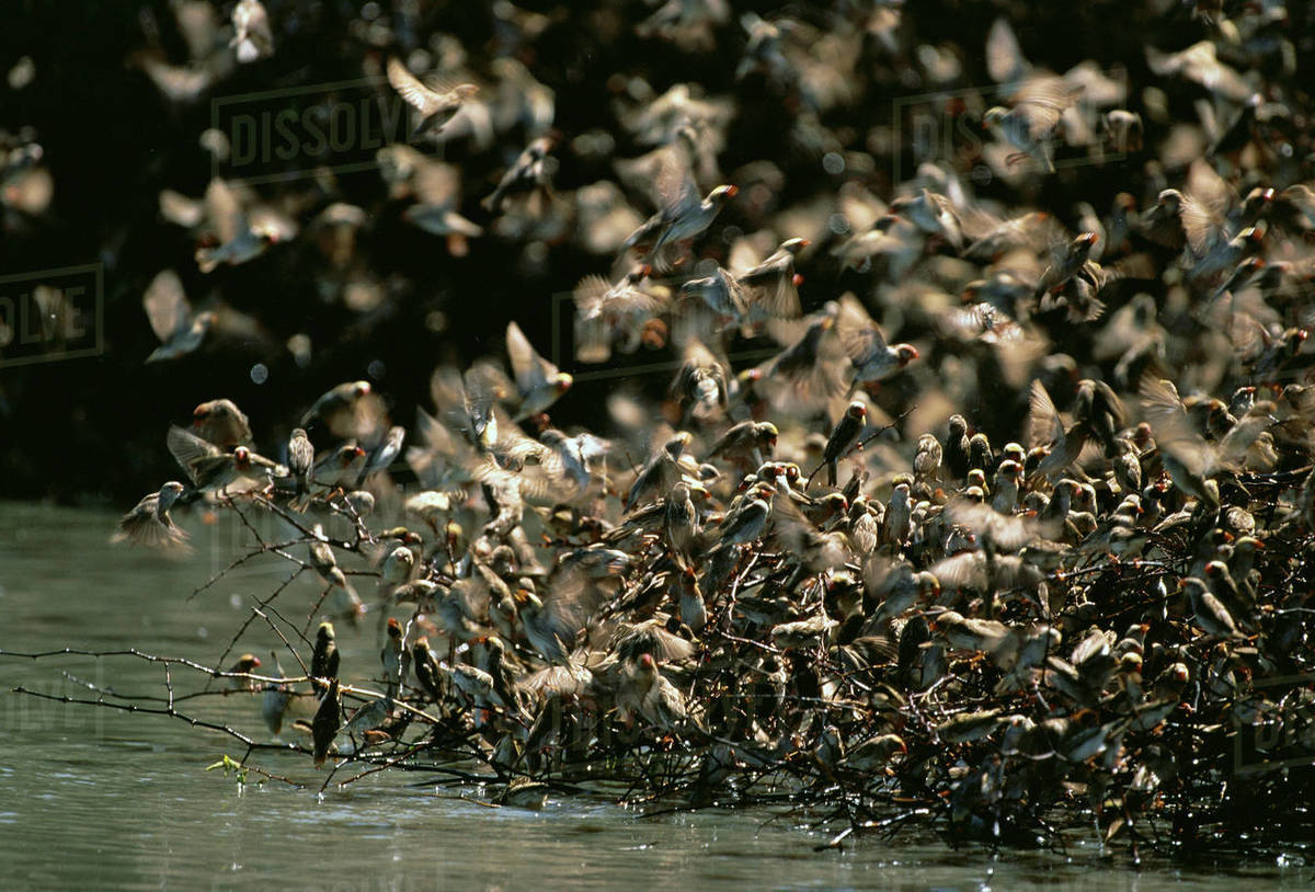 Birds Landing on Branches in River - Stock Photo - Dissolve