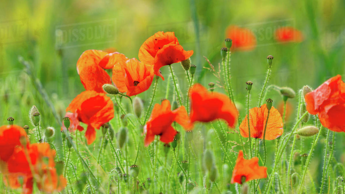 Close-up Of Red Poppies Blooming in a field amongst Bearded Barley near ...