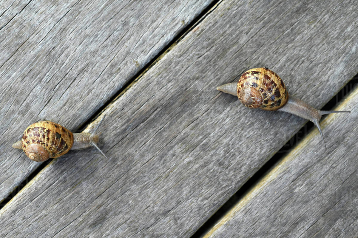Aerial view of two snails crawling on a wooden boards together ...