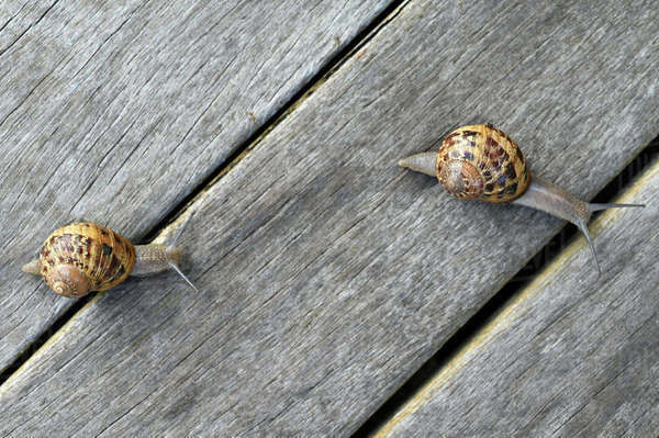 Aerial view of two snails crawling on a wooden boards together ...