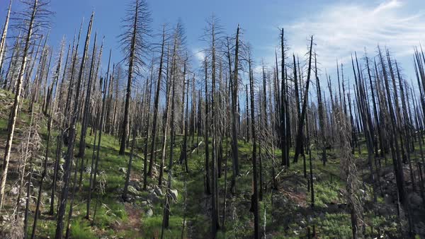 Ancient tall and dried up plants under bright sun within greenish lawn ...