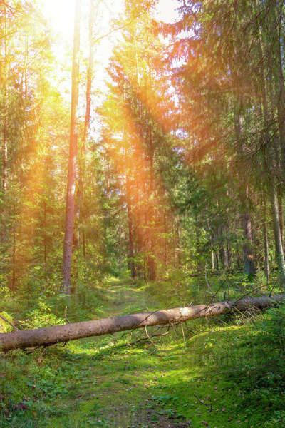 Fallen tree in a sunny forest. Sun rays in the spring forest. Beautiful ...