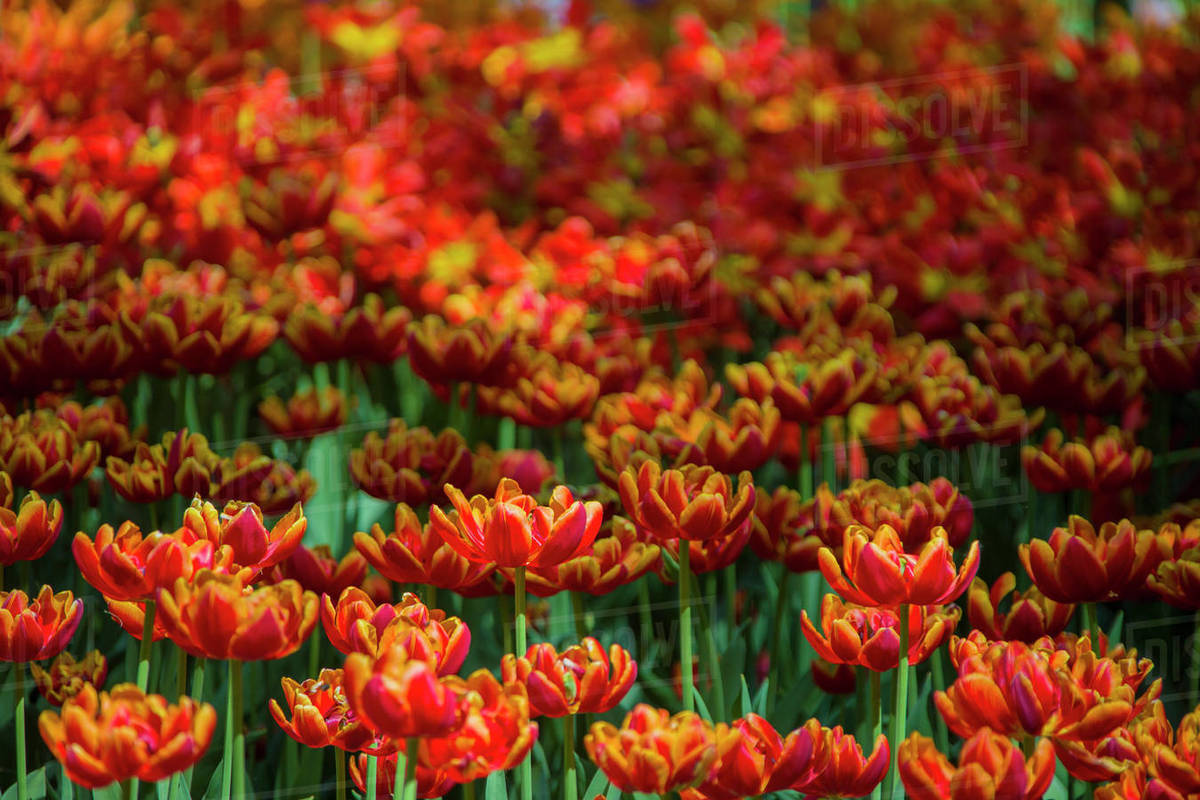 Many bright multi-colored tulips - Stock Photo - Dissolve