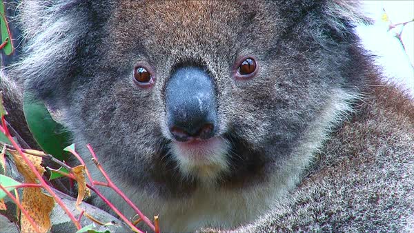Extreme close up of a koala bear face eating eucalyptus leaves in ...