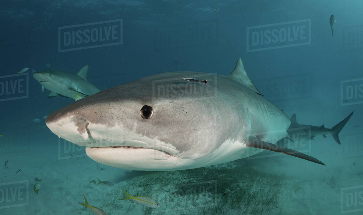 Tiger shark coming extremely close to the camera - Royalty-free Stock ...