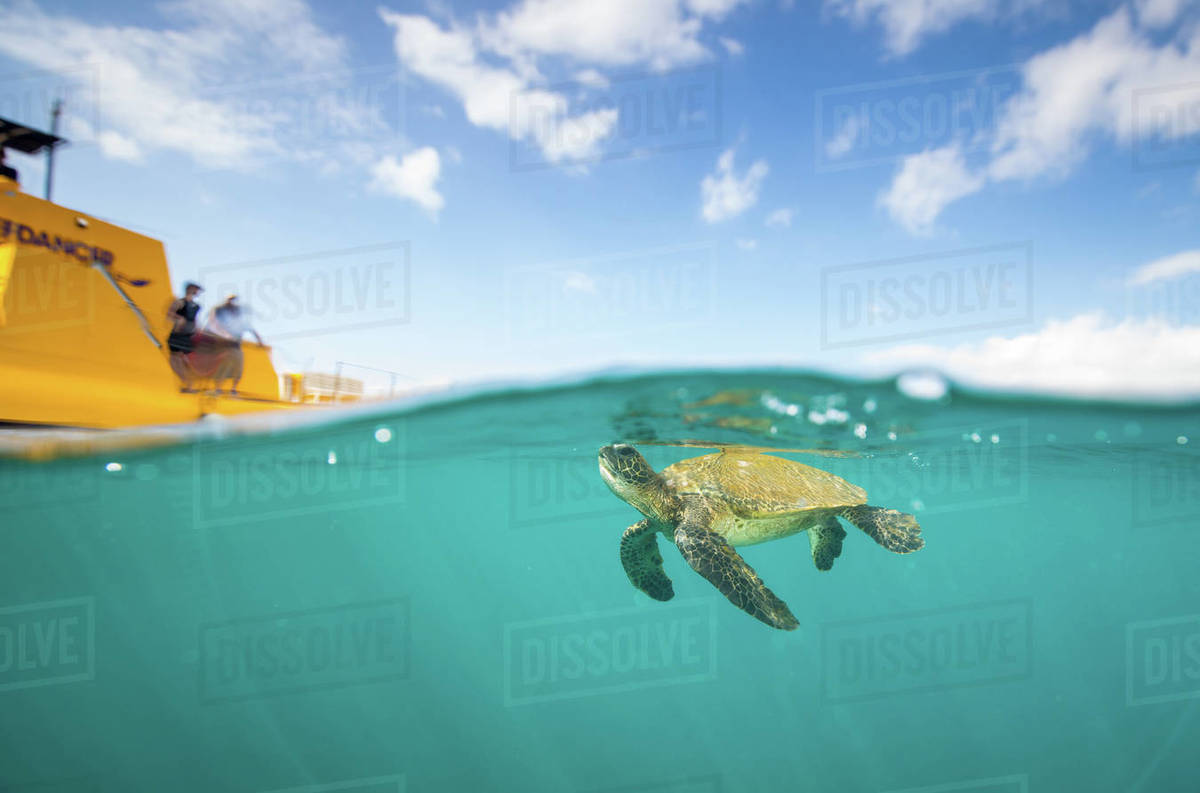 Hawaiian Green Sea Turtle cruising through clear water and over coral ...