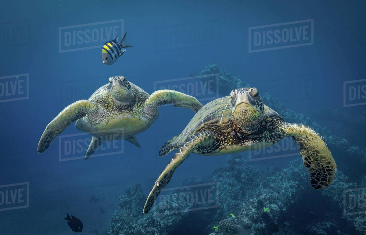 Hawaiian Green Sea Turtle cruising through clear water and over coral ...