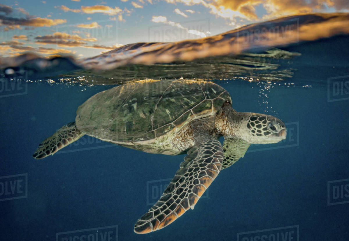 Hawaiian Green Sea Turtle cruising through clear water and over coral ...