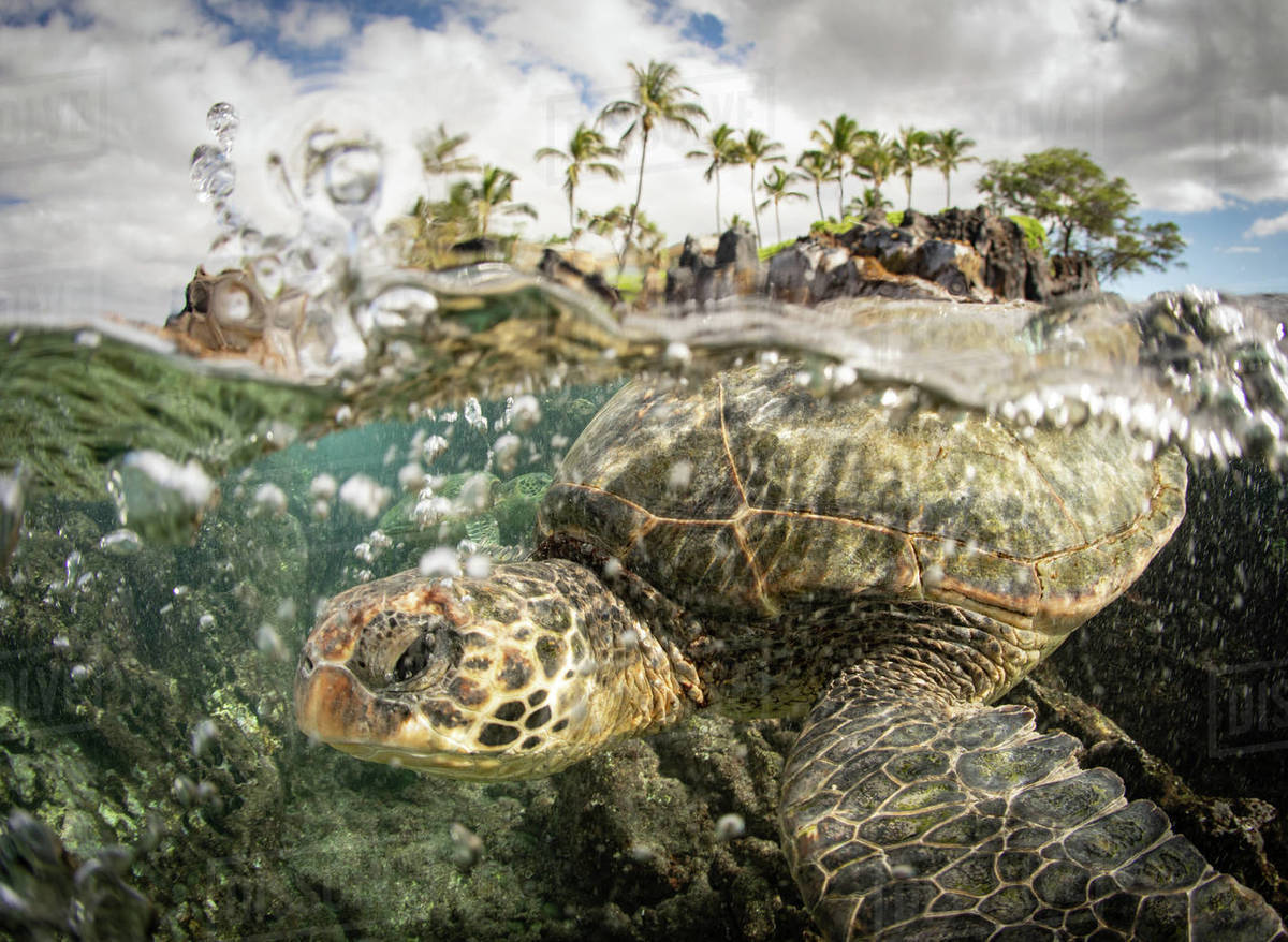 Hawaiian Green Sea Turtle cruising through clear water and over coral ...