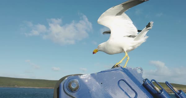 Seagull seabird standing on the back of a boat looking for great white ...