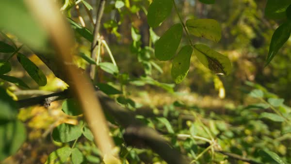 Motion through thin branches of young acacia tree with small leaves ...