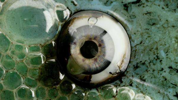 Static shot of an eyeball in liquid - Stock Video Footage - Dissolve