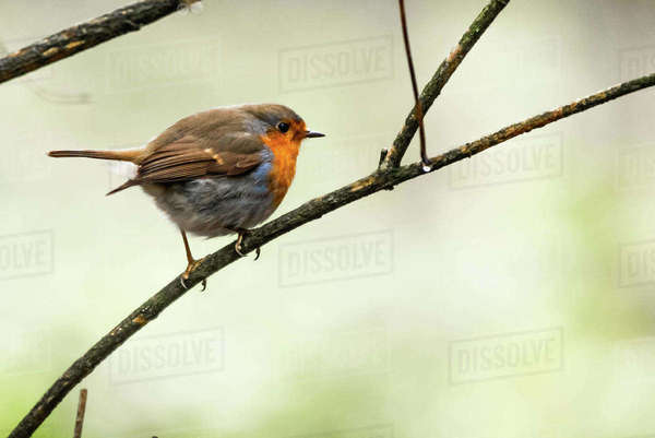 Robin sitting on a branch with puffed up feathers - Stock Photo - Dissolve