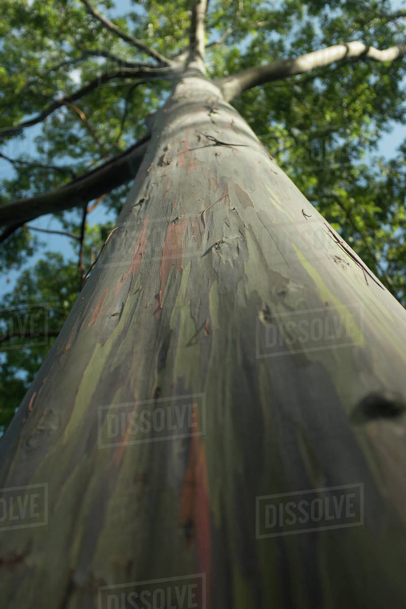Rainbow Eucalyptus Tree trunk Closeup - Stock Photo - Dissolve