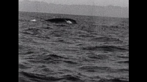 Rare footage of a swordfish fighting a whale, from 1946 - HD Royalty ...