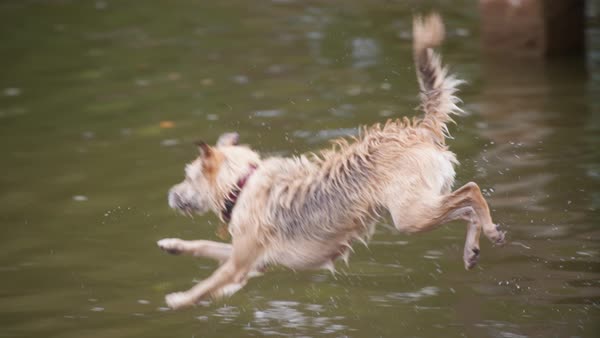 A dog jumping into the lake creating water splashes. - Stock Video ...