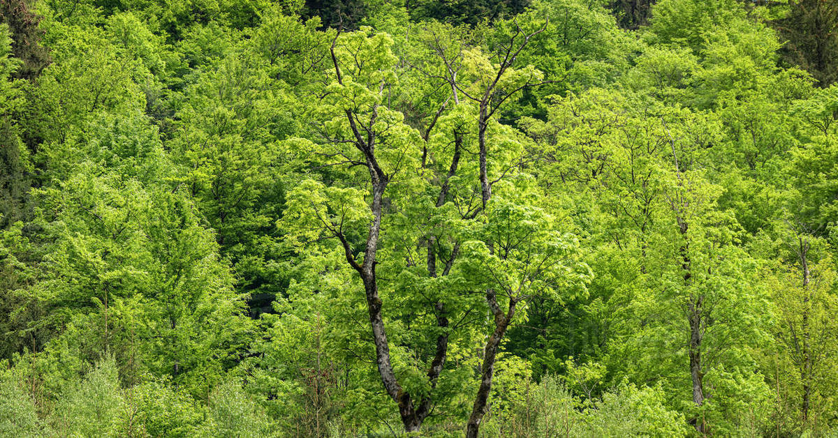 Top View Green Forest Landscape. Green forest abstract background for ...