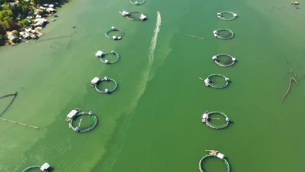 Fish farm with cages for fish and shrimp. Fish ponds for bangus ...