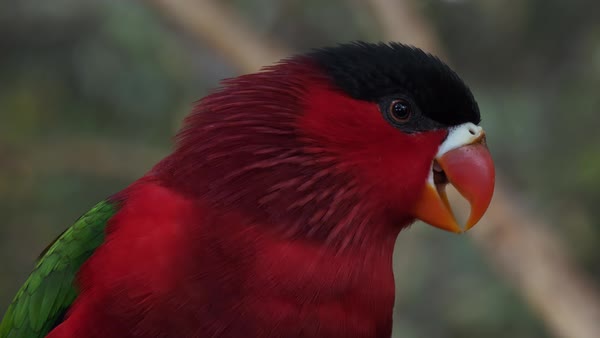 Purple-bellied lory, a species of parrot bird endemic to Papua New ...