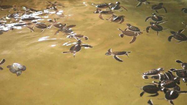 Baby turtles swimming in a pool at a turtle hatchery in Sri Lanka ...