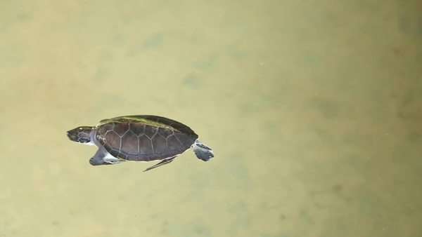 Baby turtles swimming in a pool at a turtle hatchery in Sri Lanka ...