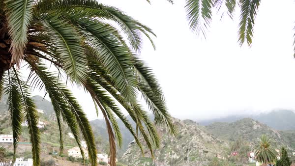 Tropical palm tree leaves moving in the wind with sunlight - 4K Royalty ...