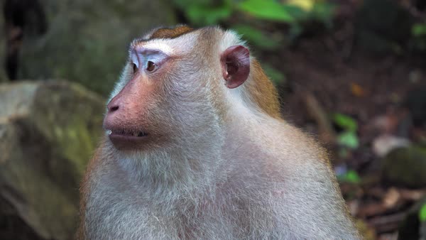 Monkey looks into the camera, portrait close-up - 4K Royalty-free Stock ...