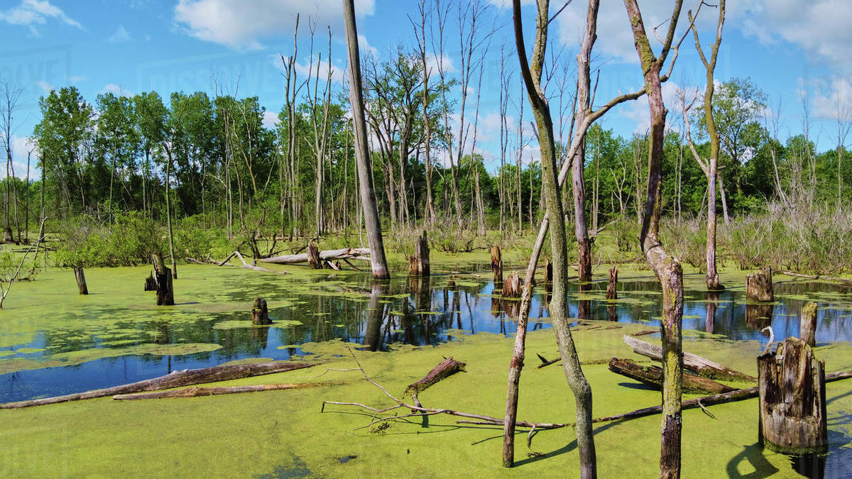Aerial of swamp in forest - Royalty-free Stock Photo | Dissolve