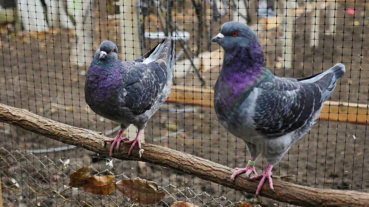 German Modena couple pigeon. Decorative colorful pigeons. - Stock Photo ...