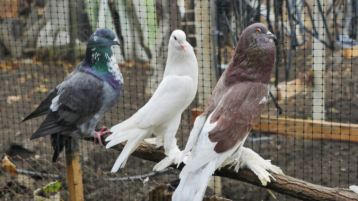 Decorative pigeons of different breeds and colors with shaggy paws on a ...