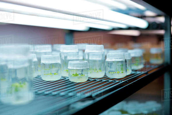 Plant callus tissue culture. Biology science plant regeneration ...