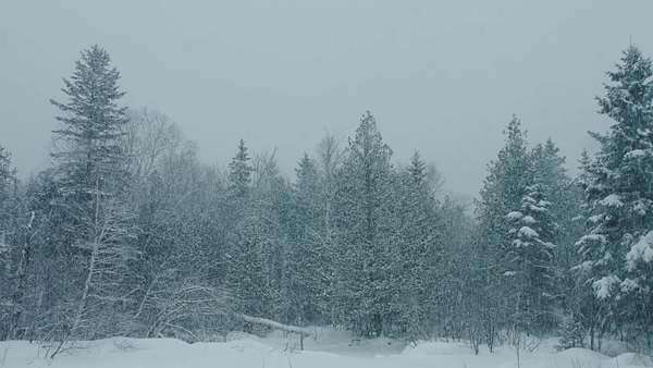 Heavy snow falling during a snowstorm in forest - Stock Video Footage ...