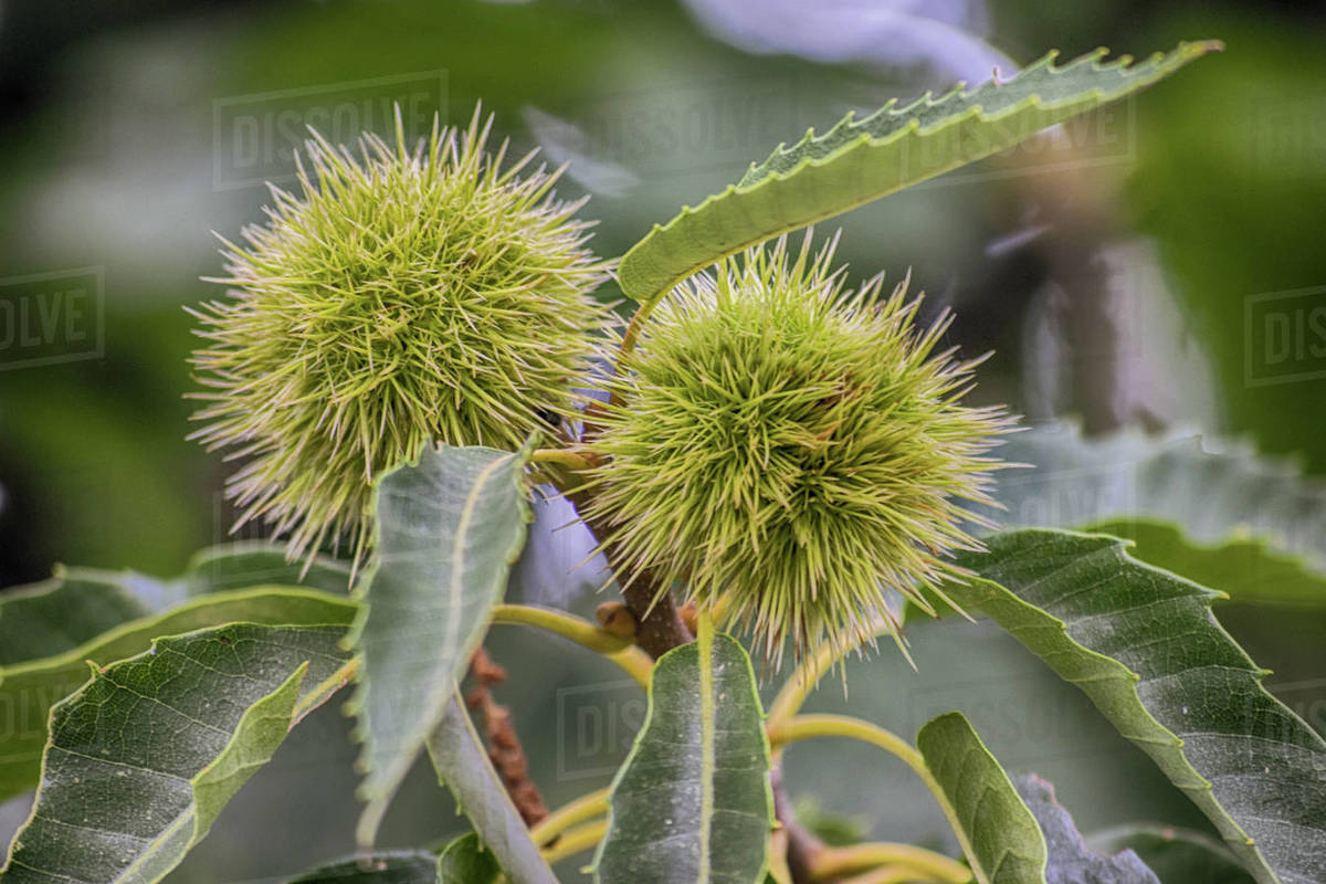 unopened green chestnut hedgehogs on chestnut tree in summer - Royalty ...