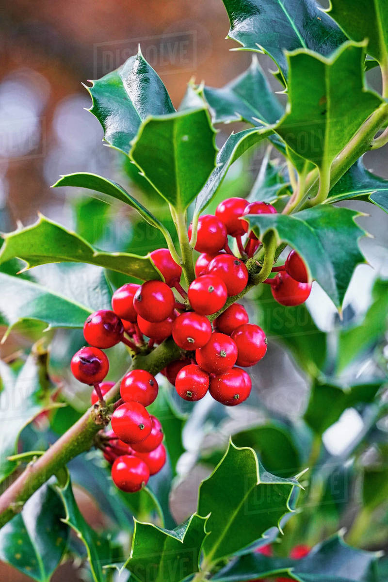 Red berries of holly, Ilex aquifolium, in October in Mediterranean ...