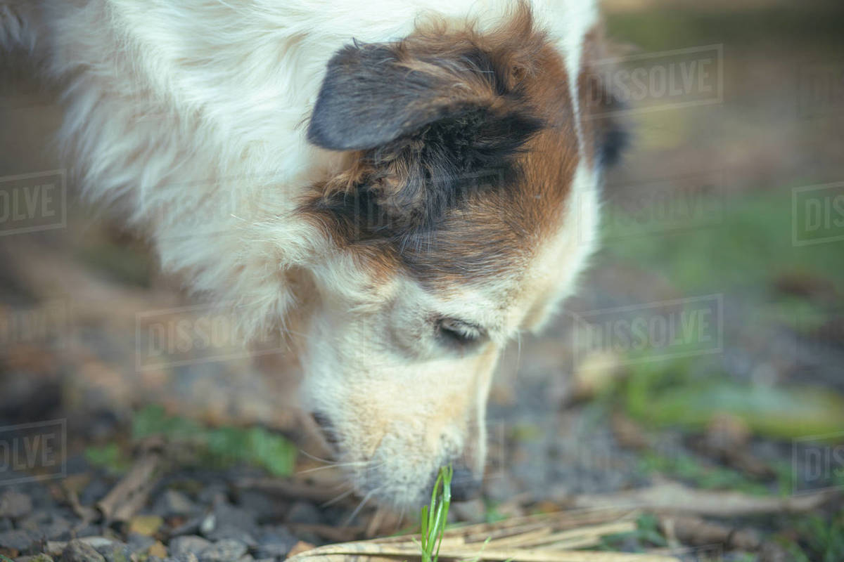big beautiful dogs have fun at home - Stock Photo - Dissolve