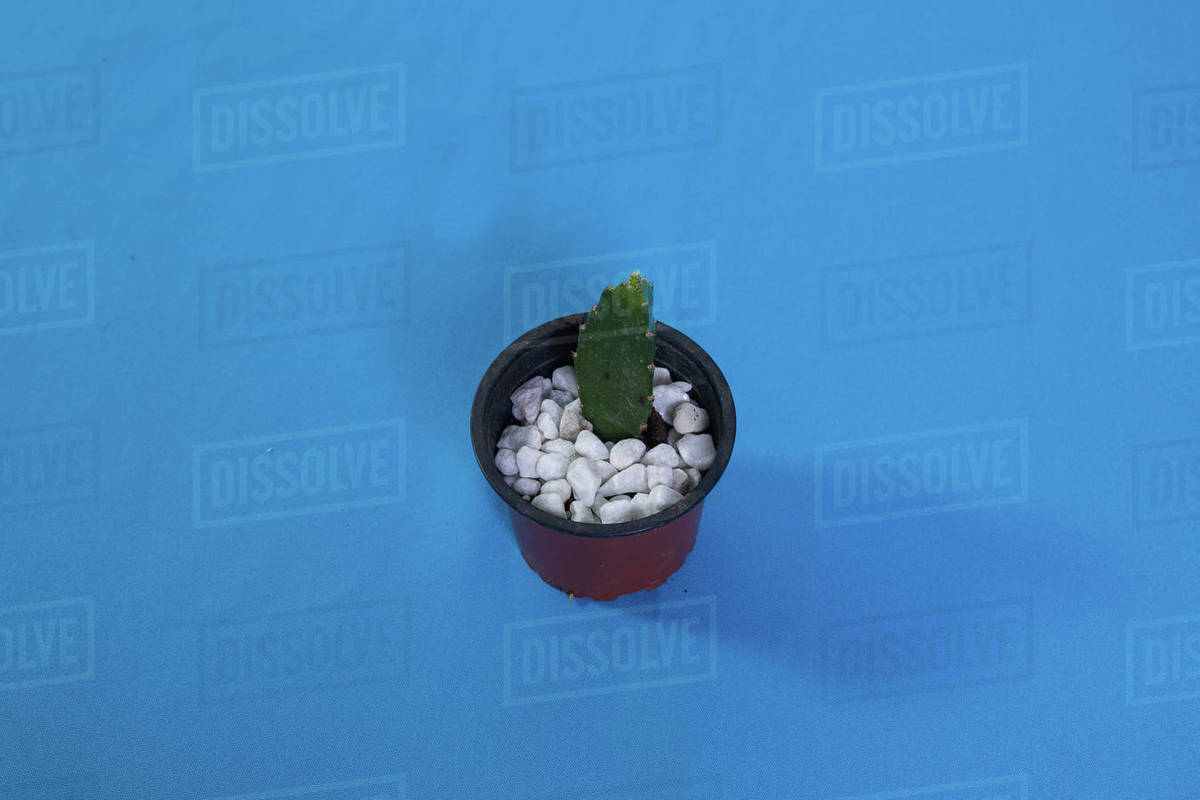 candlestick cactus with decorative stones ideal for desks - Royalty ...