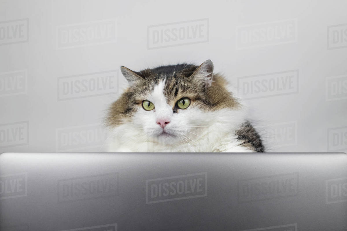 Concept. The cat is at the computer. The kitten watches the news and ...