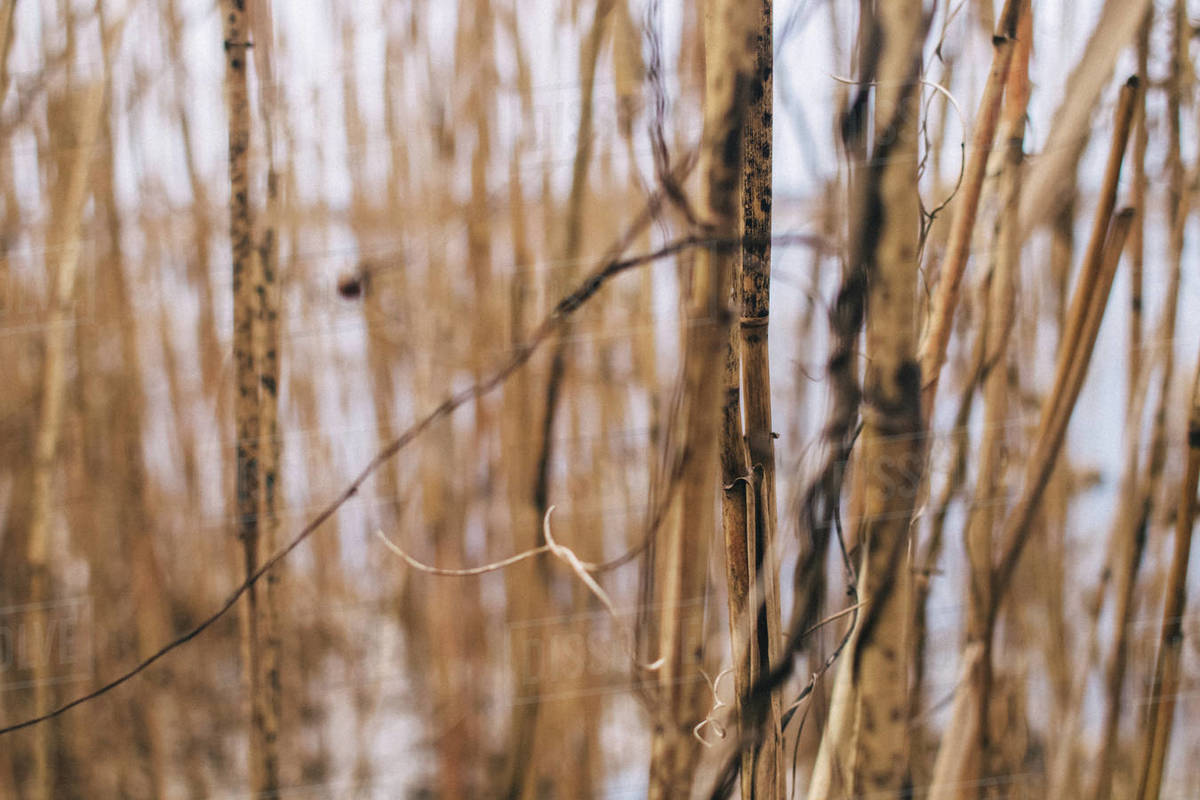 Reed texture closeup. Blurred background and reed stalks create a ...