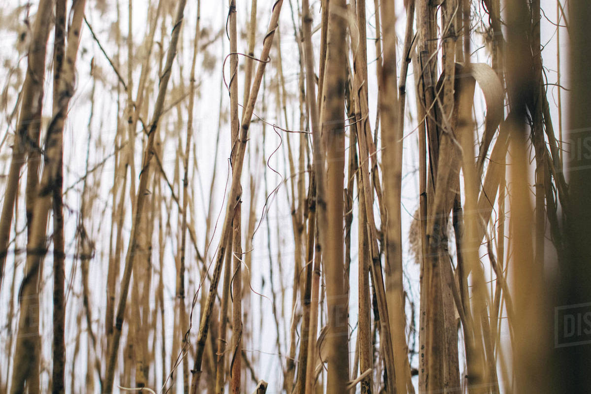 Reed texture closeup. Blurred background and reed stalks create a ...