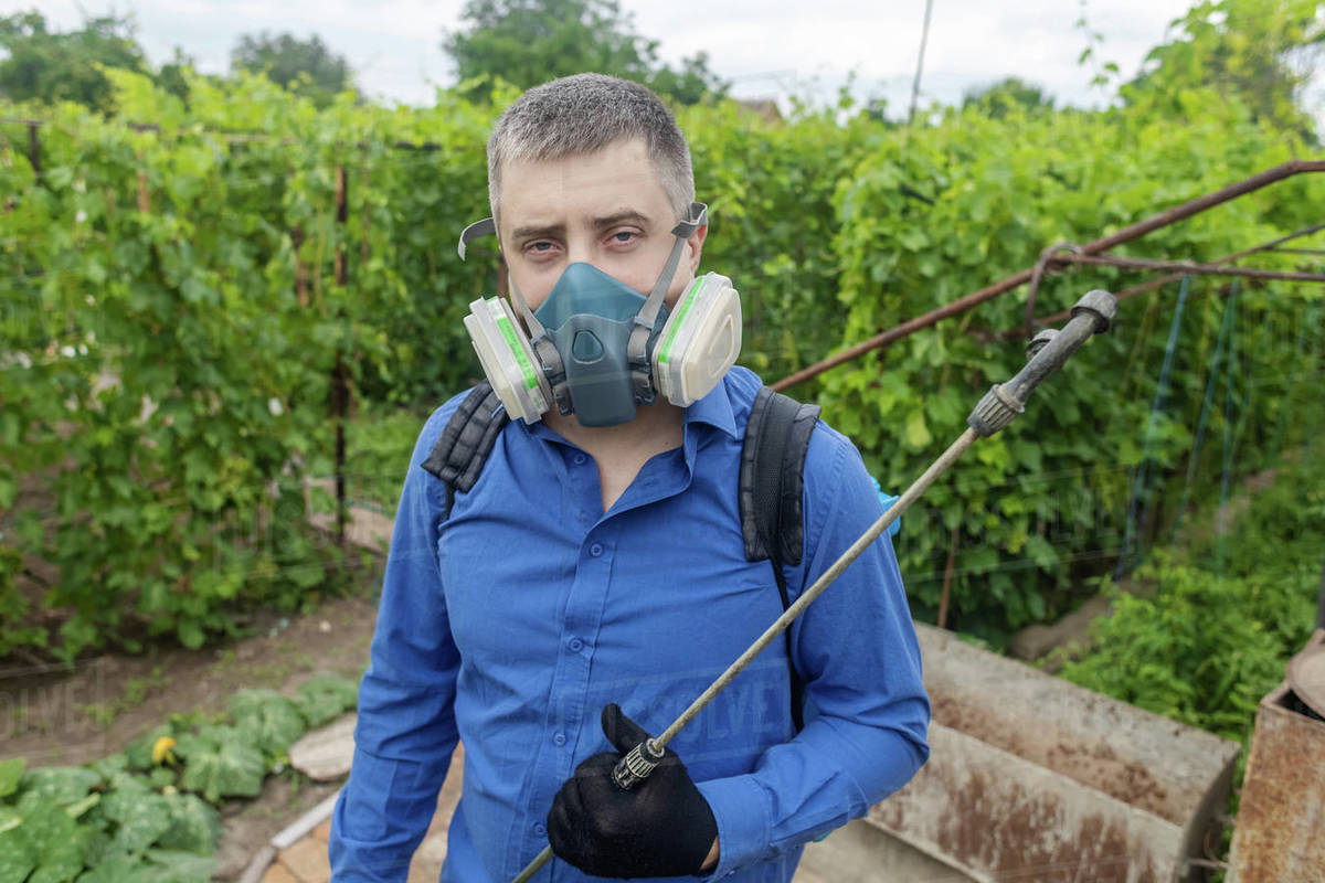 Gardener Applying Insecticide Fertilizer To His Crops. Using A Sprayer ...