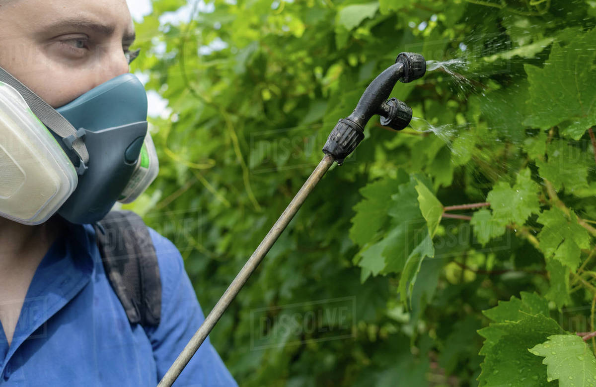 Gardener Applying Insecticide Fertilizer To His Crops. Using A Sprayer ...