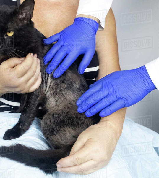 Cat has fur problem. Bald patches and dermatitis. Subcutaneous tick ...