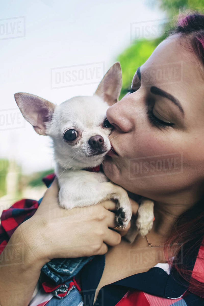 The girl holds a mini chihuahua in her arms. Kissing your pet. The dog ...