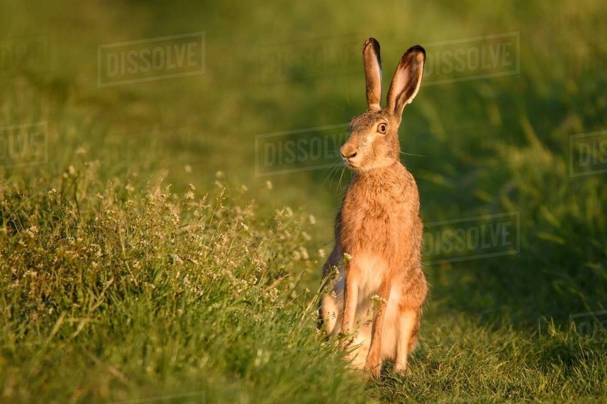 European hare stands in the grass and looking at the camera. - Stock ...